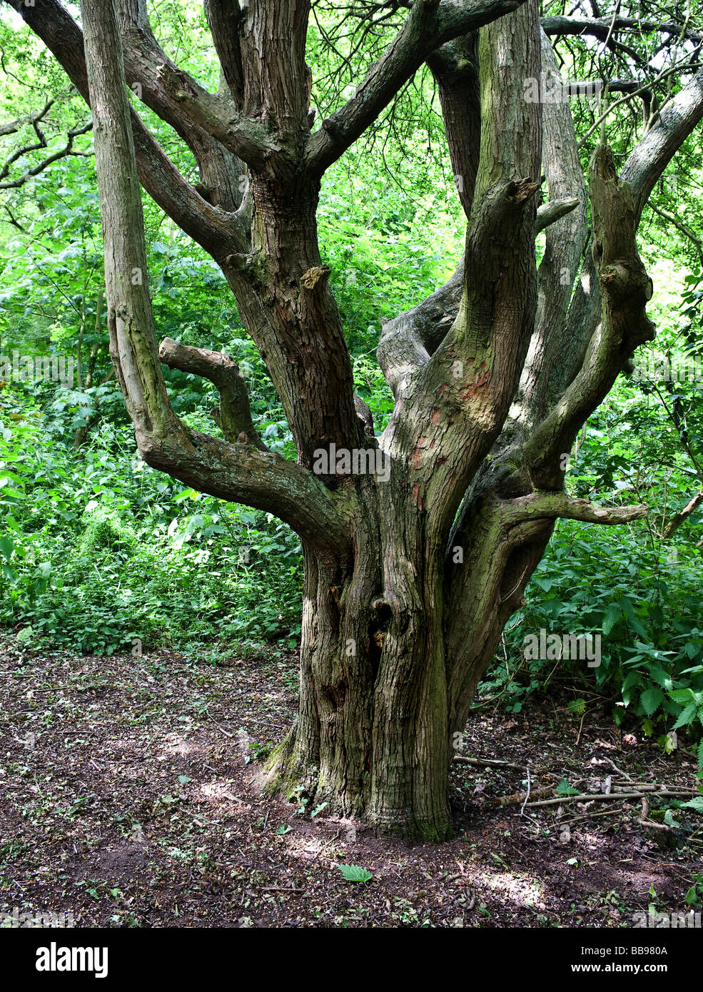 Ancient tree gnarled branches hi-res stock photography and images - Alamy
