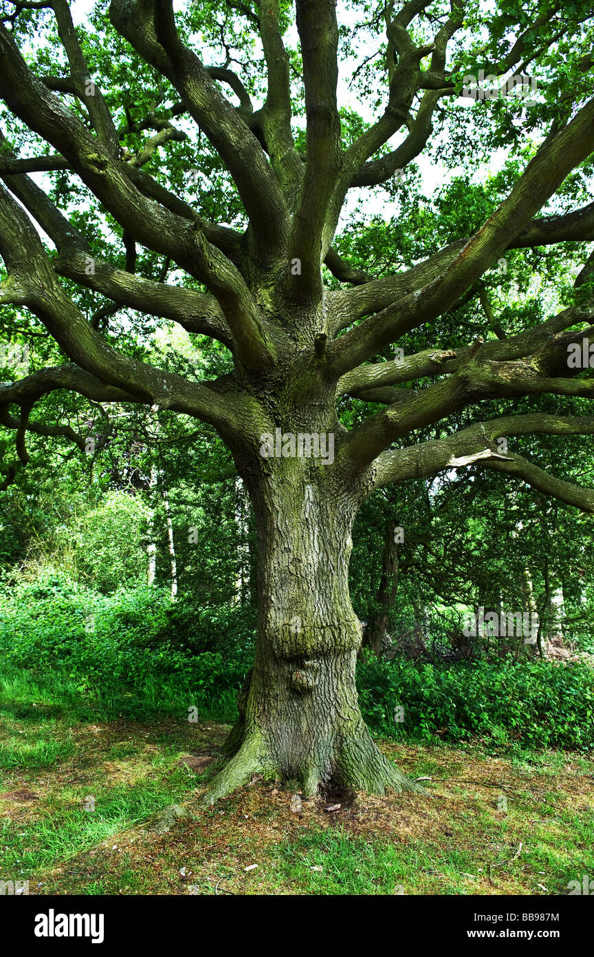 Gnarled tree. Photo by Gordon Scammell Stock Photo - Alamy