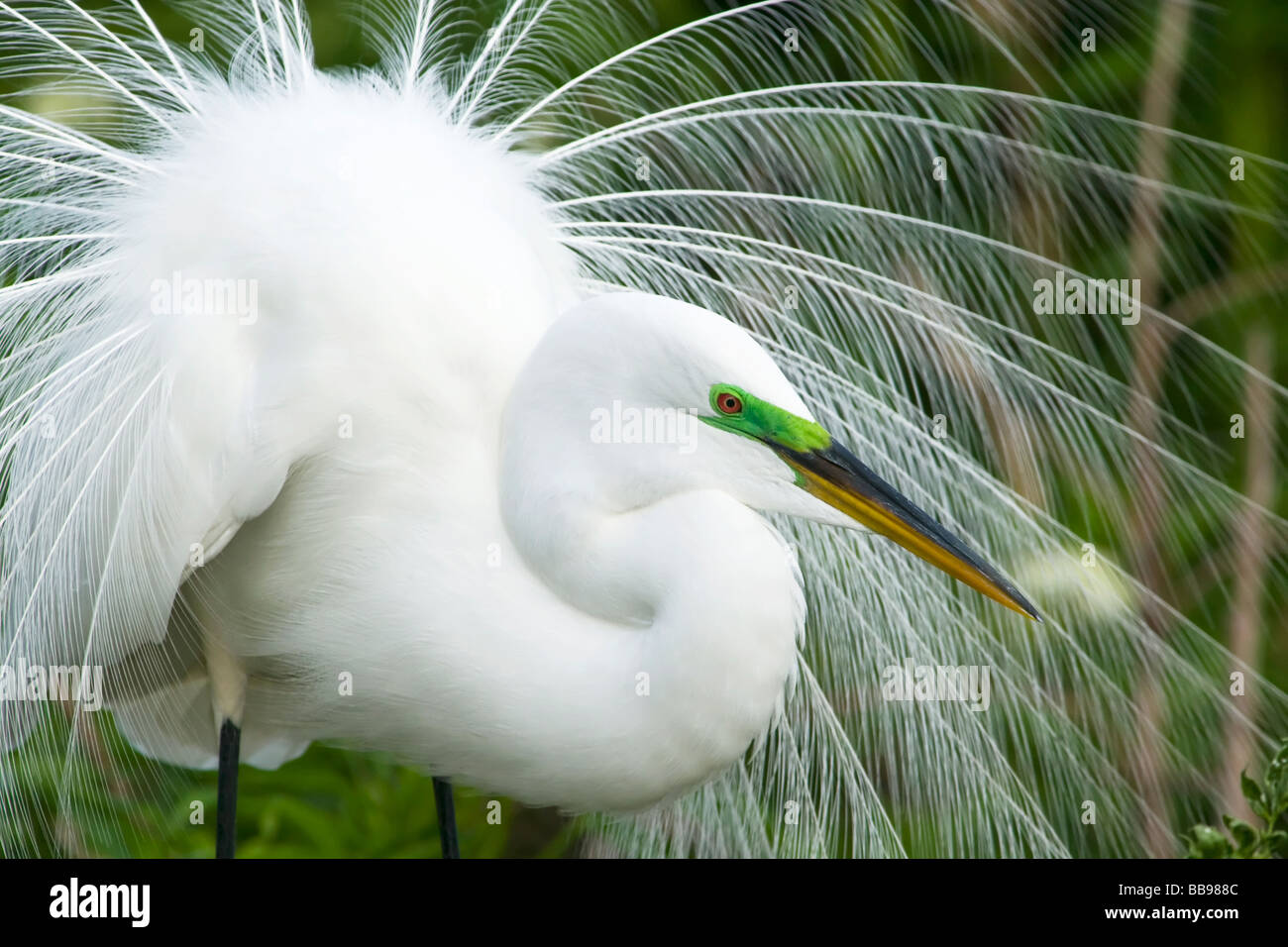 Great white egret face hi-res stock photography and images - Alamy