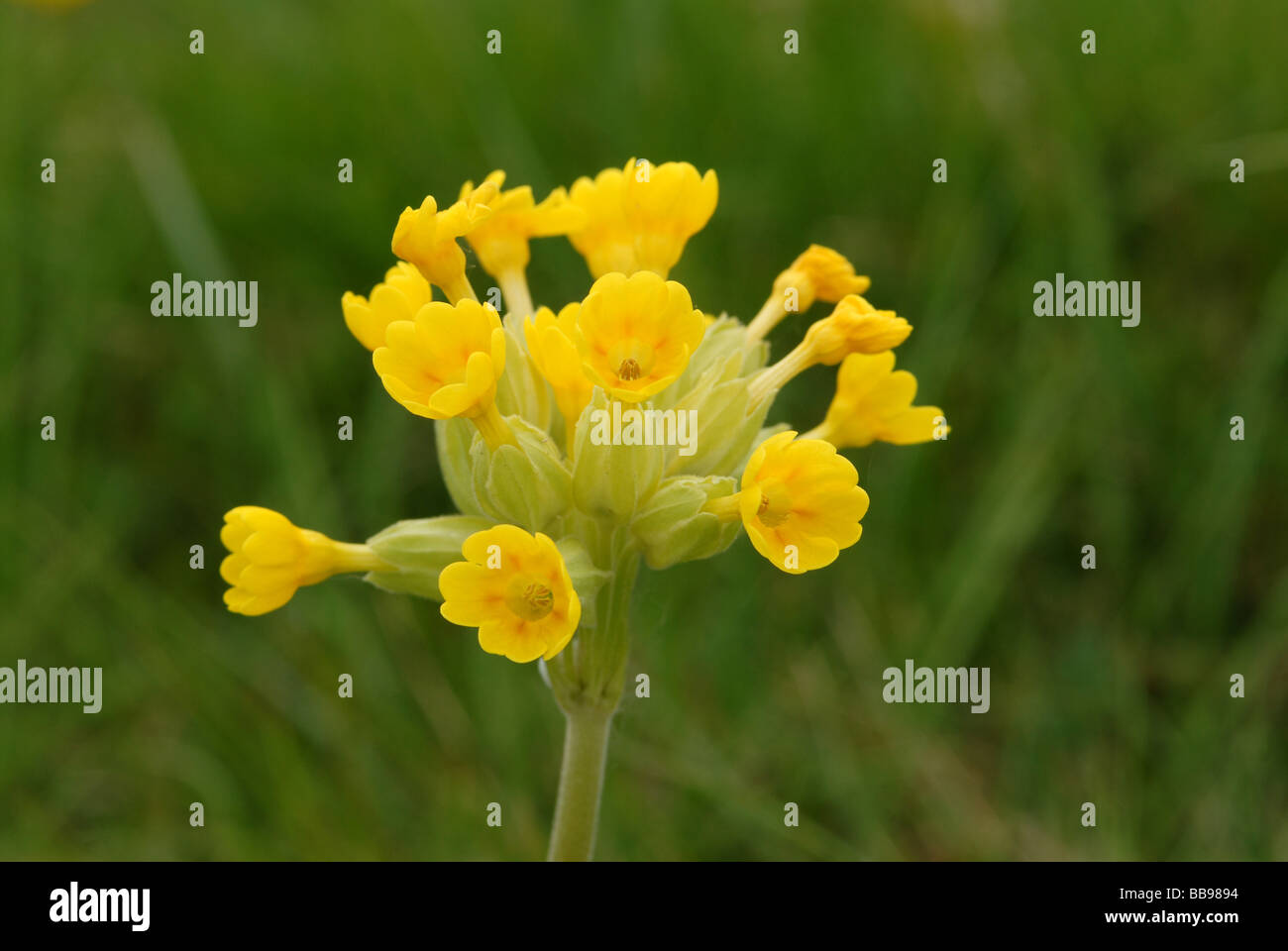 Cowslips in detailed close-up Stock Photo - Alamy