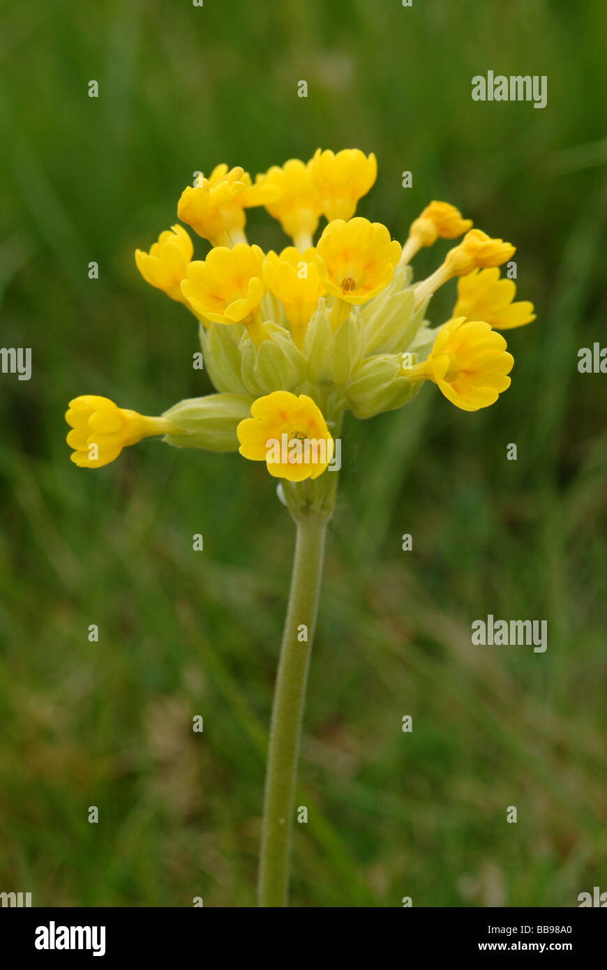 Cowslips in detailed close-up Stock Photo - Alamy