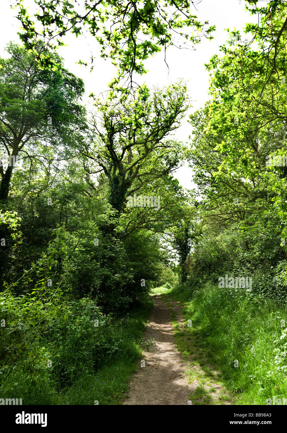 A path through woodland in Essex. Photo by Gordon Scammell Stock Photo ...