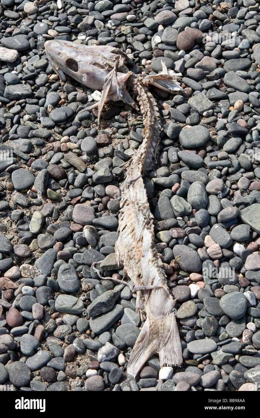 Fish Bones Beach High Resolution Stock Photography and Images - Alamy