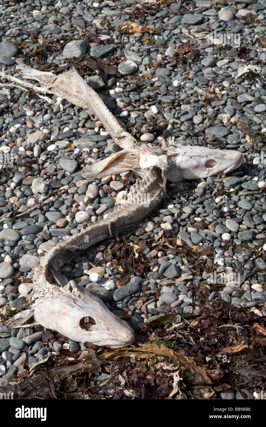 A fish skeleton on the beach Stock Photo - Alamy