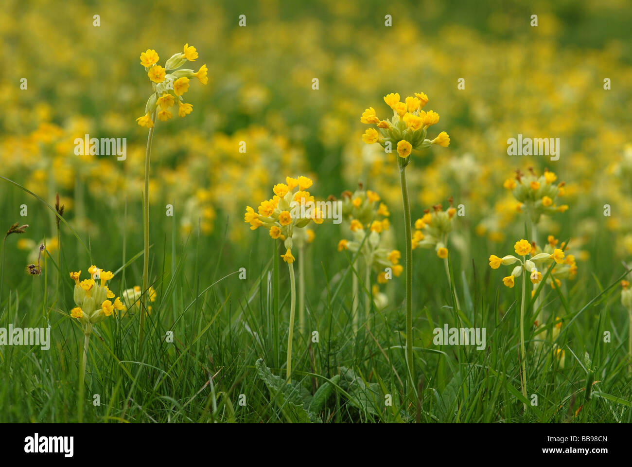 A profusion of Cowslips Stock Photo - Alamy