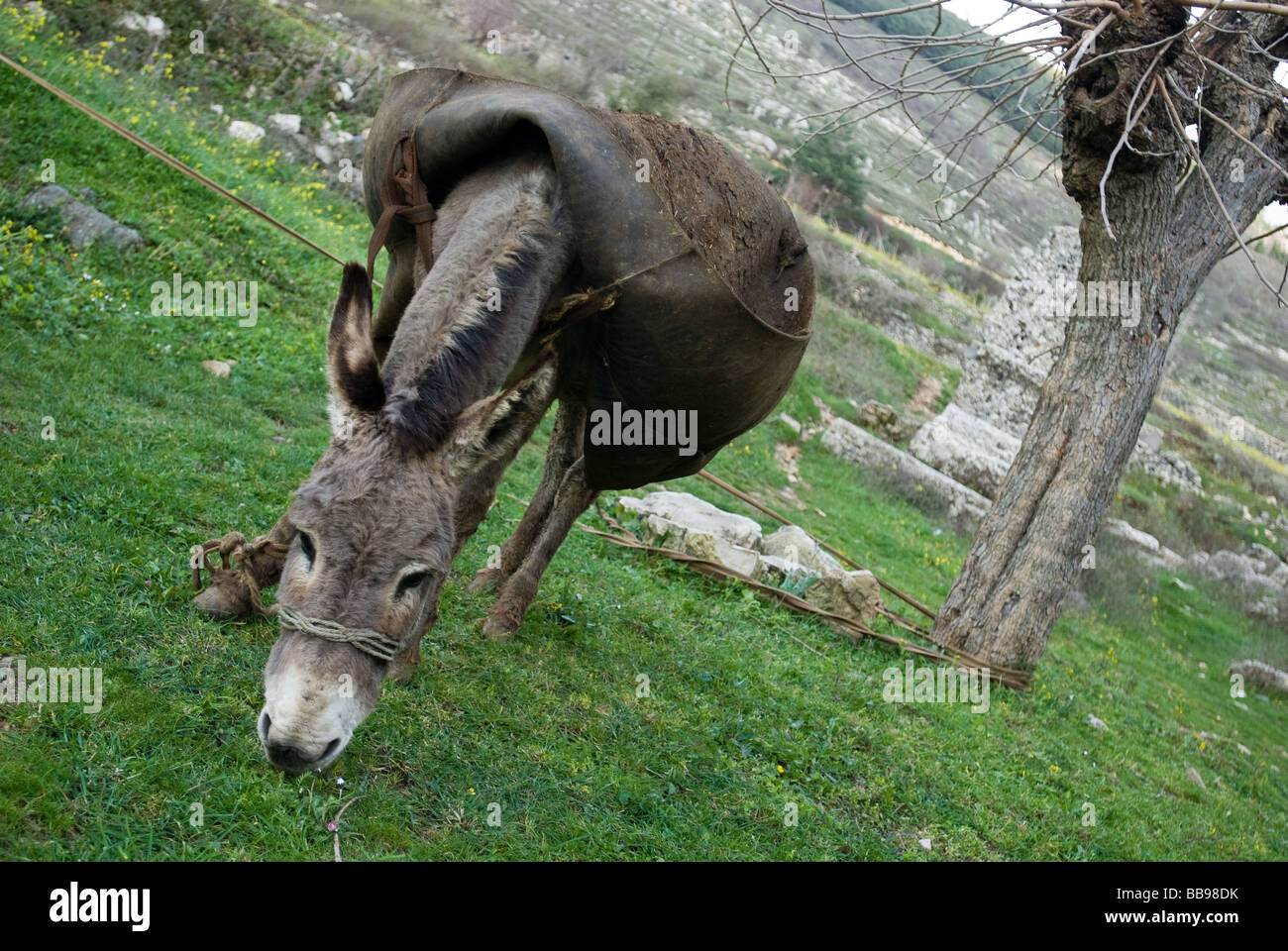 Syria donkey animal hi-res stock photography and images - Alamy