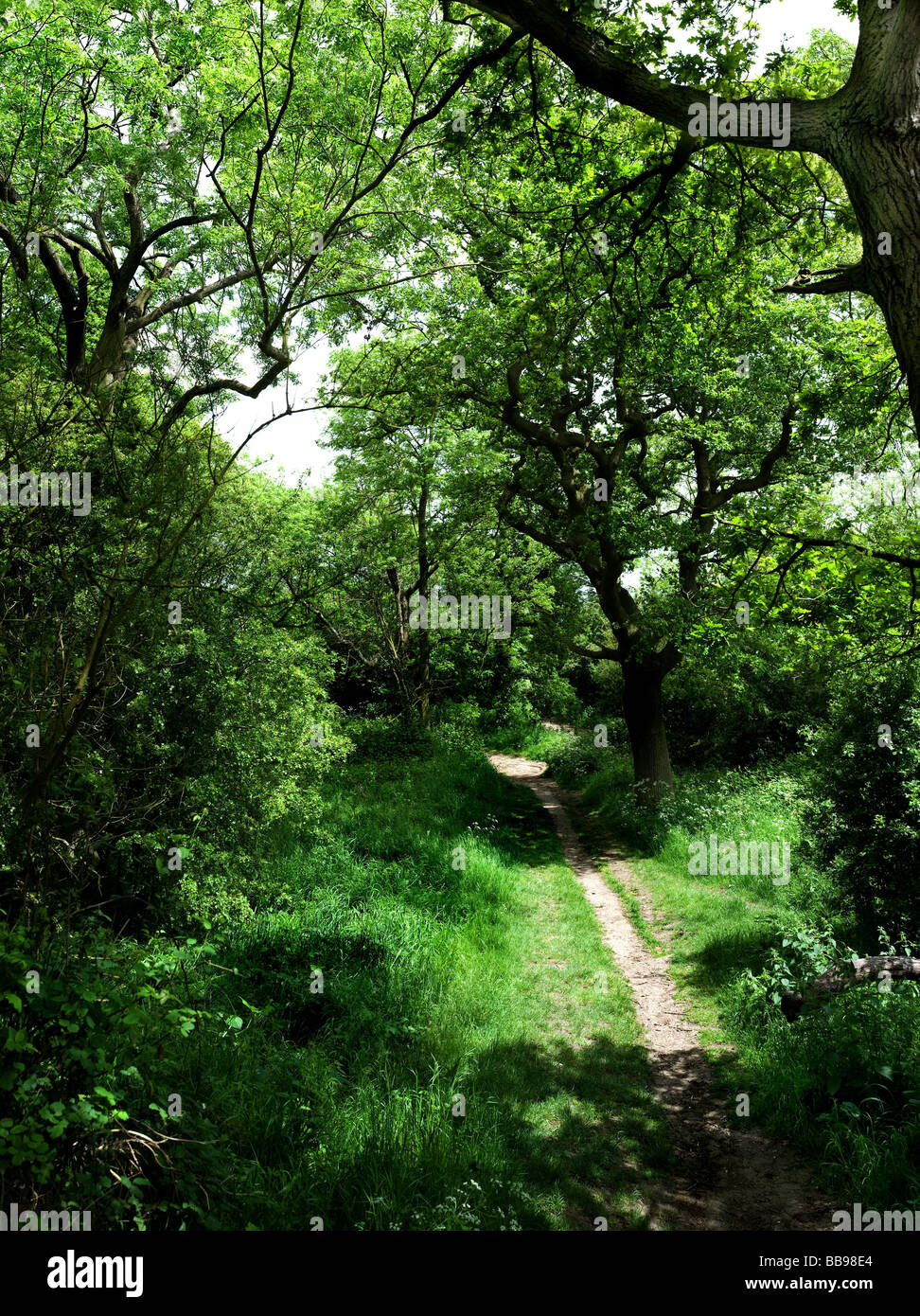 Essex Woodland Path High Resolution Stock Photography and Images - Alamy