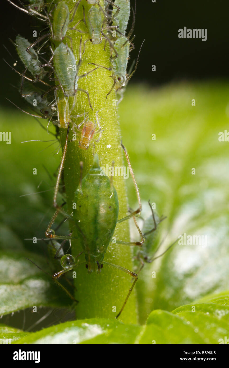 Greenfly aphid hi-res stock photography and images - Alamy