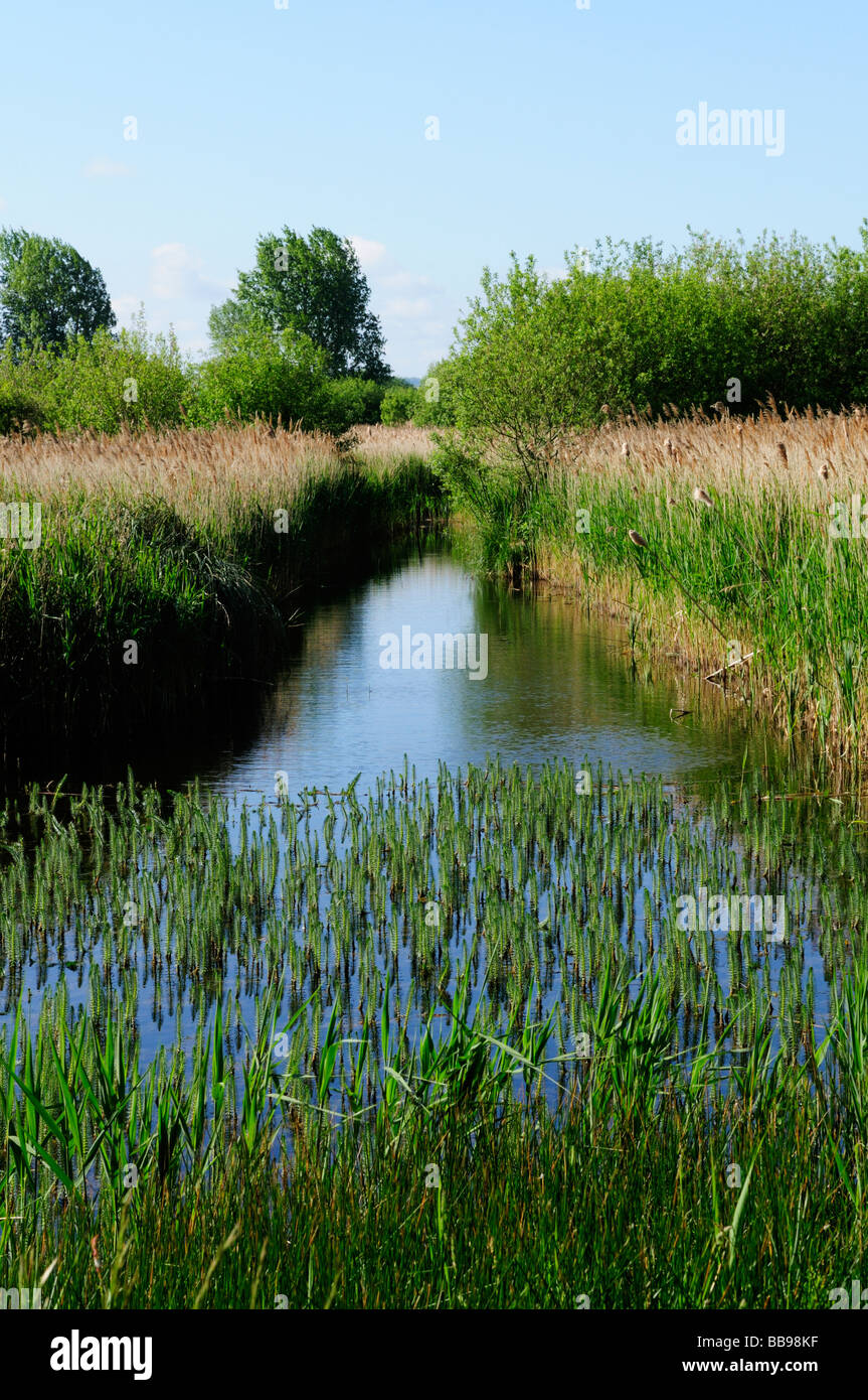 Fowlmere reserve hi-res stock photography and images - Alamy