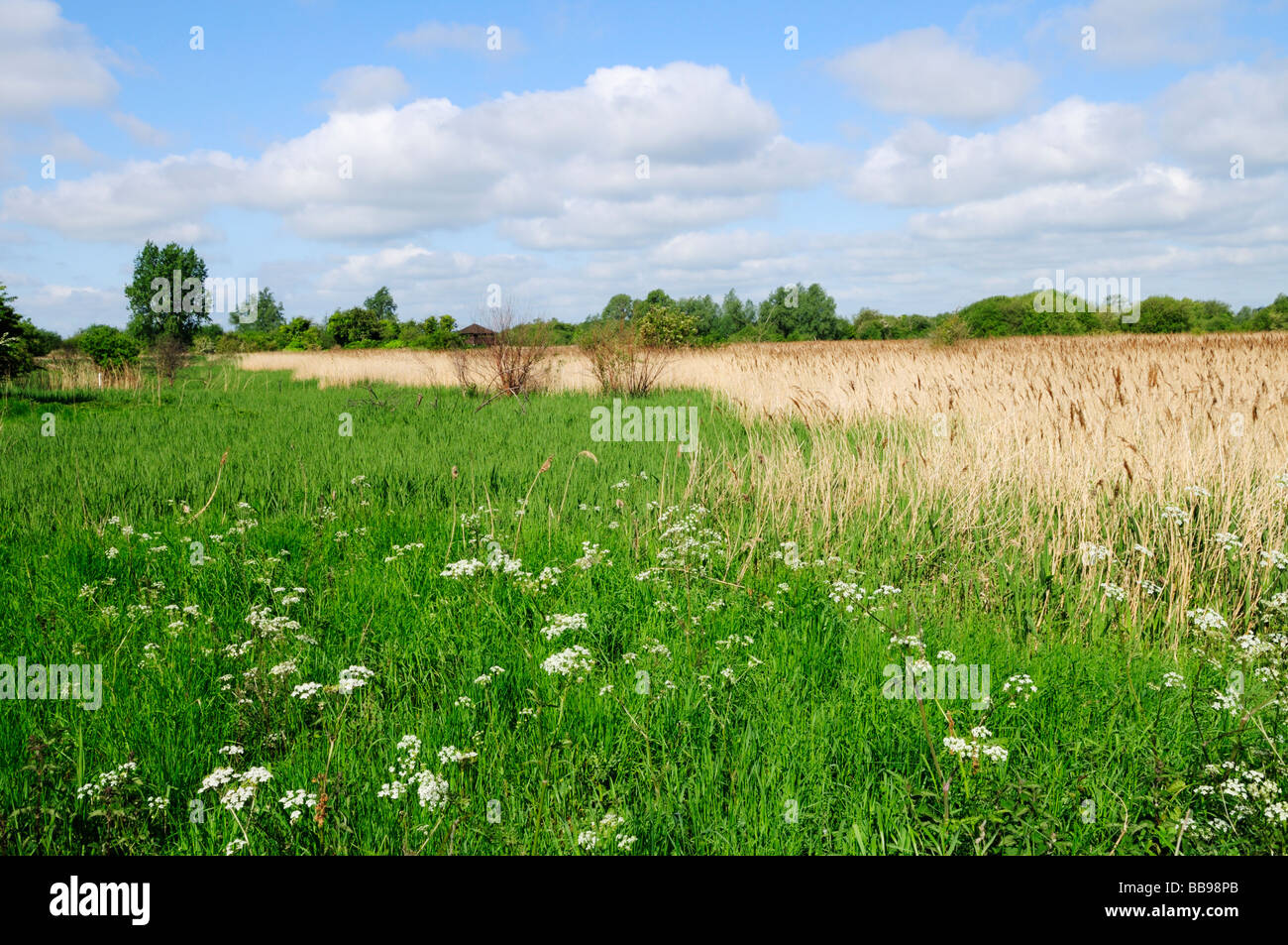 Fowlmere RSPB reserve cambridgeshire England UK Stock Photo - Alamy
