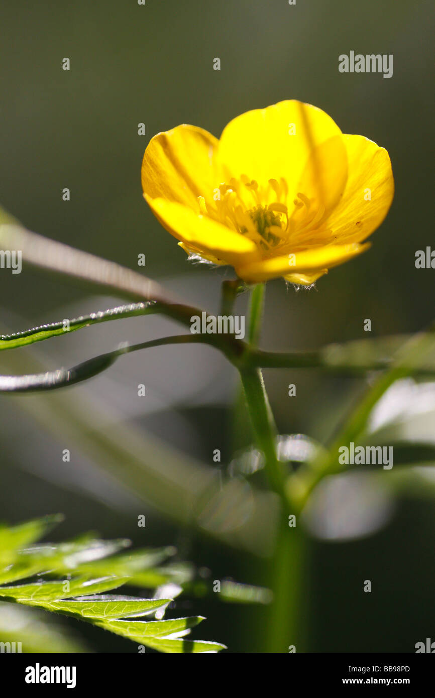 Ranunculus arvensis, the common Corn Buttercup Stock Photo - Alamy