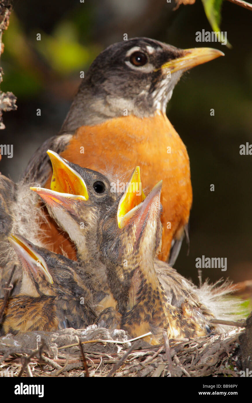 Mother robin hi-res stock photography and images - Alamy