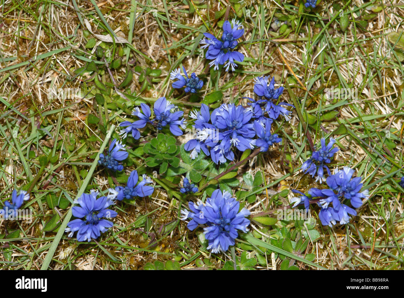 Milkwort polygala vulgaris hi-res stock photography and images - Alamy