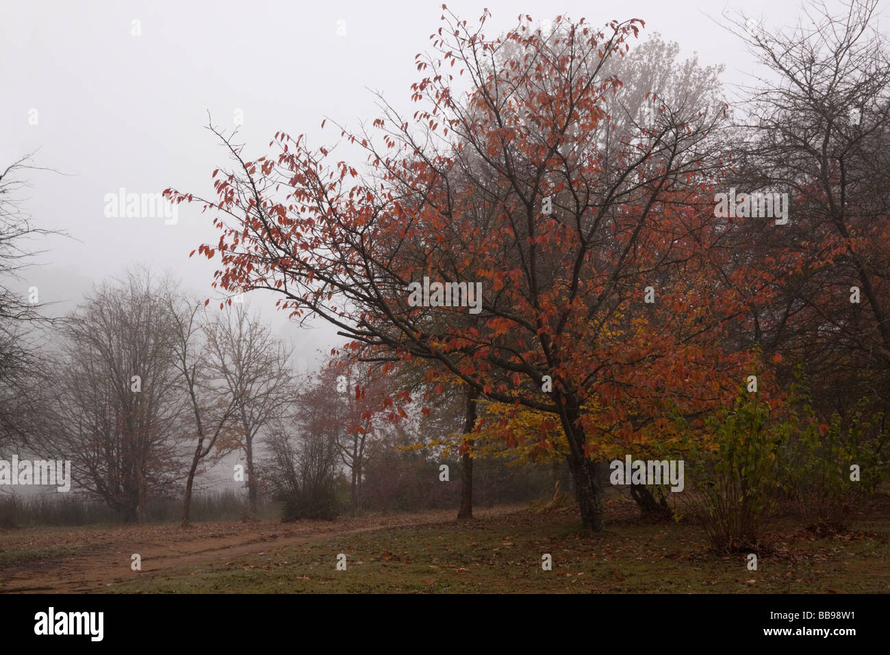 Brilliant autumn shades in early morning mist Stock Photo - Alamy