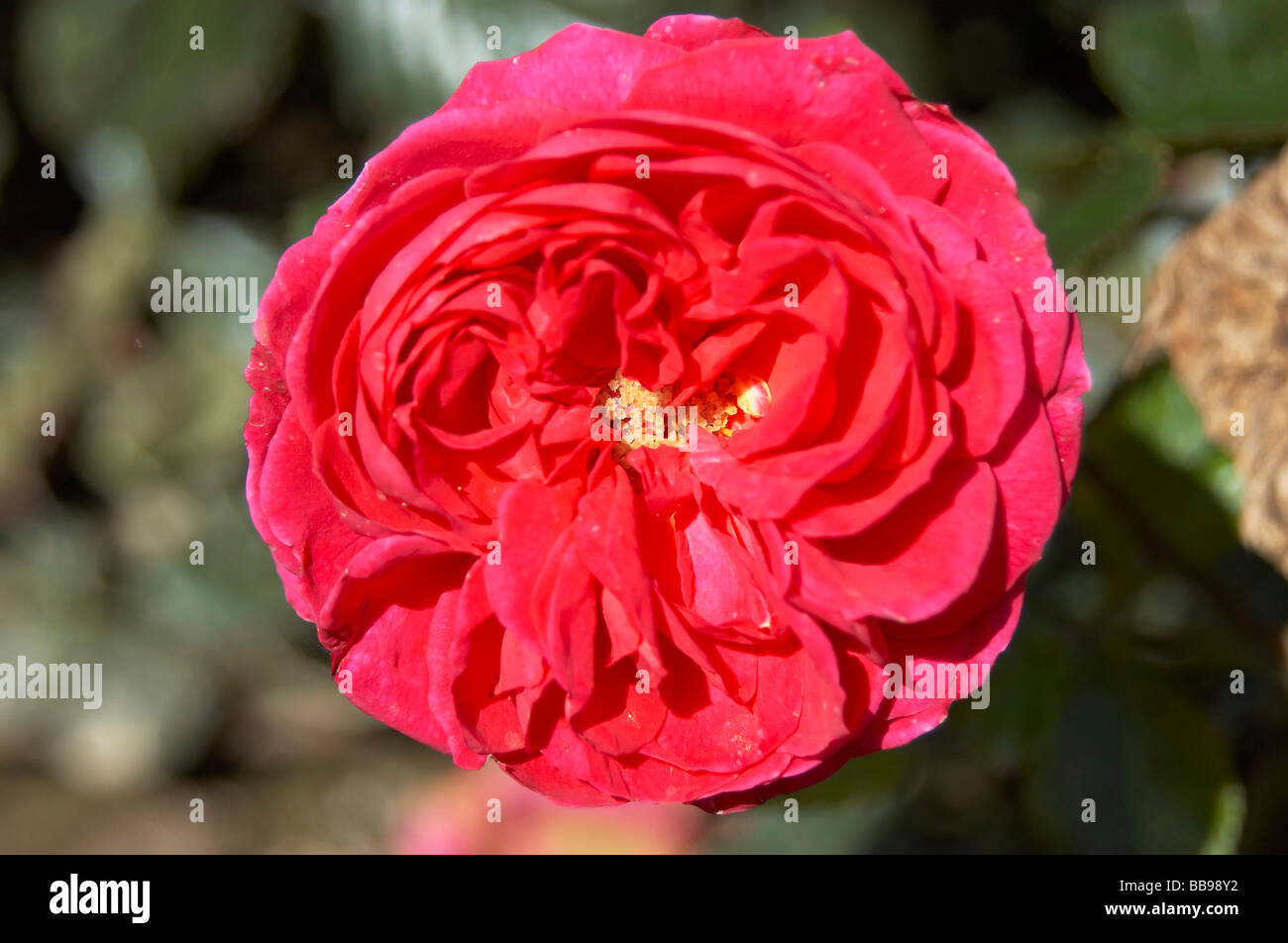 An English Red Rose Stock Photo - Alamy