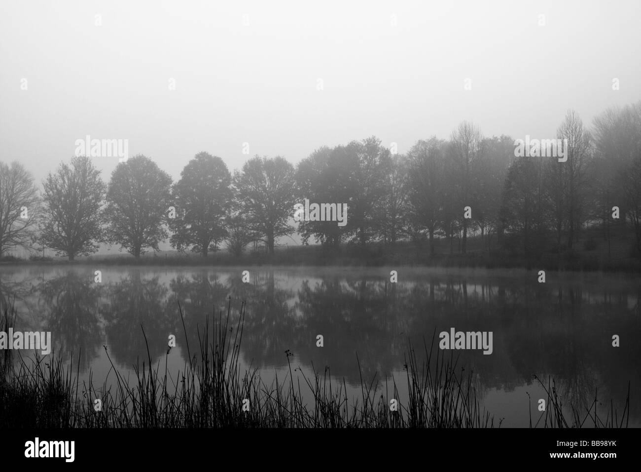 Bw tree hi-res stock photography and images - Alamy