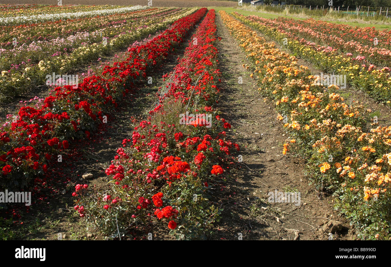 A field of roses on a rose nursery in the countryside Stock Photo - Alamy