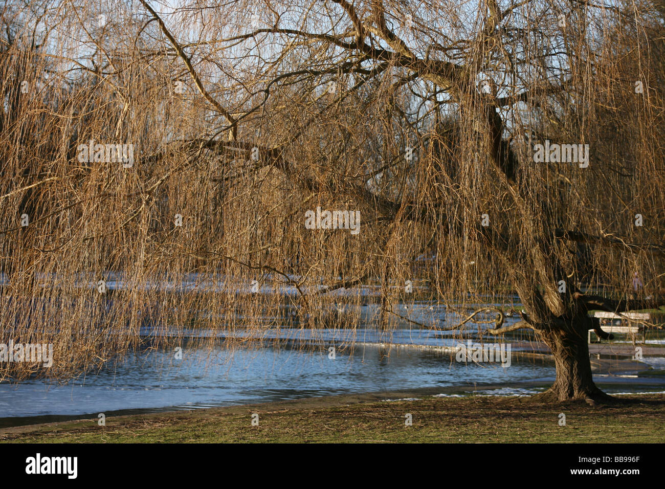 Willow pond hi-res stock photography and images - Alamy