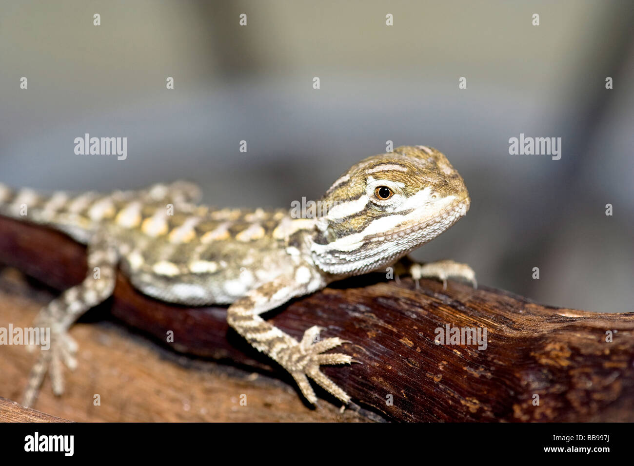 young bearded dragon Stock Photo - Alamy