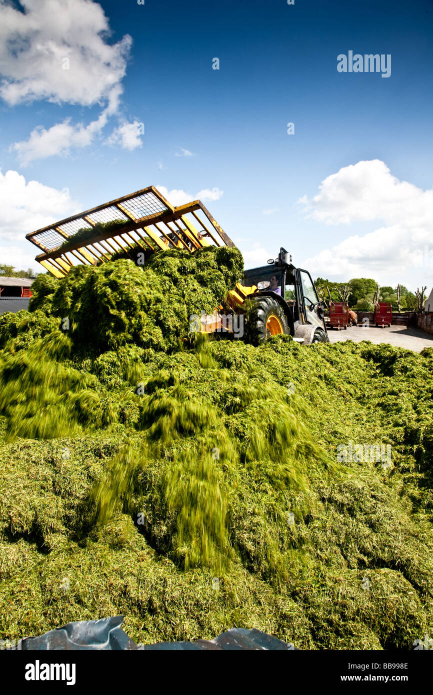Silage clamp dairy farm hi-res stock photography and images - Alamy