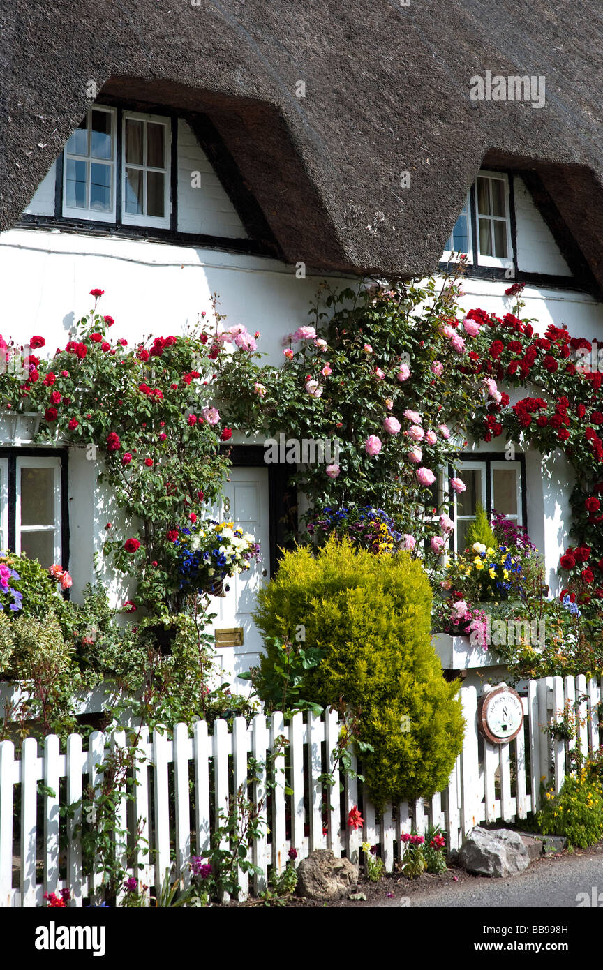 Old fashioned Rose Cottage. Thatched cottage with climbing red roses in ...