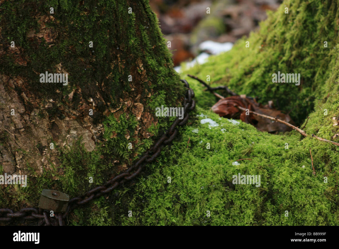 The base of a tree, covered in moss, with a rusty chain around it Stock ...