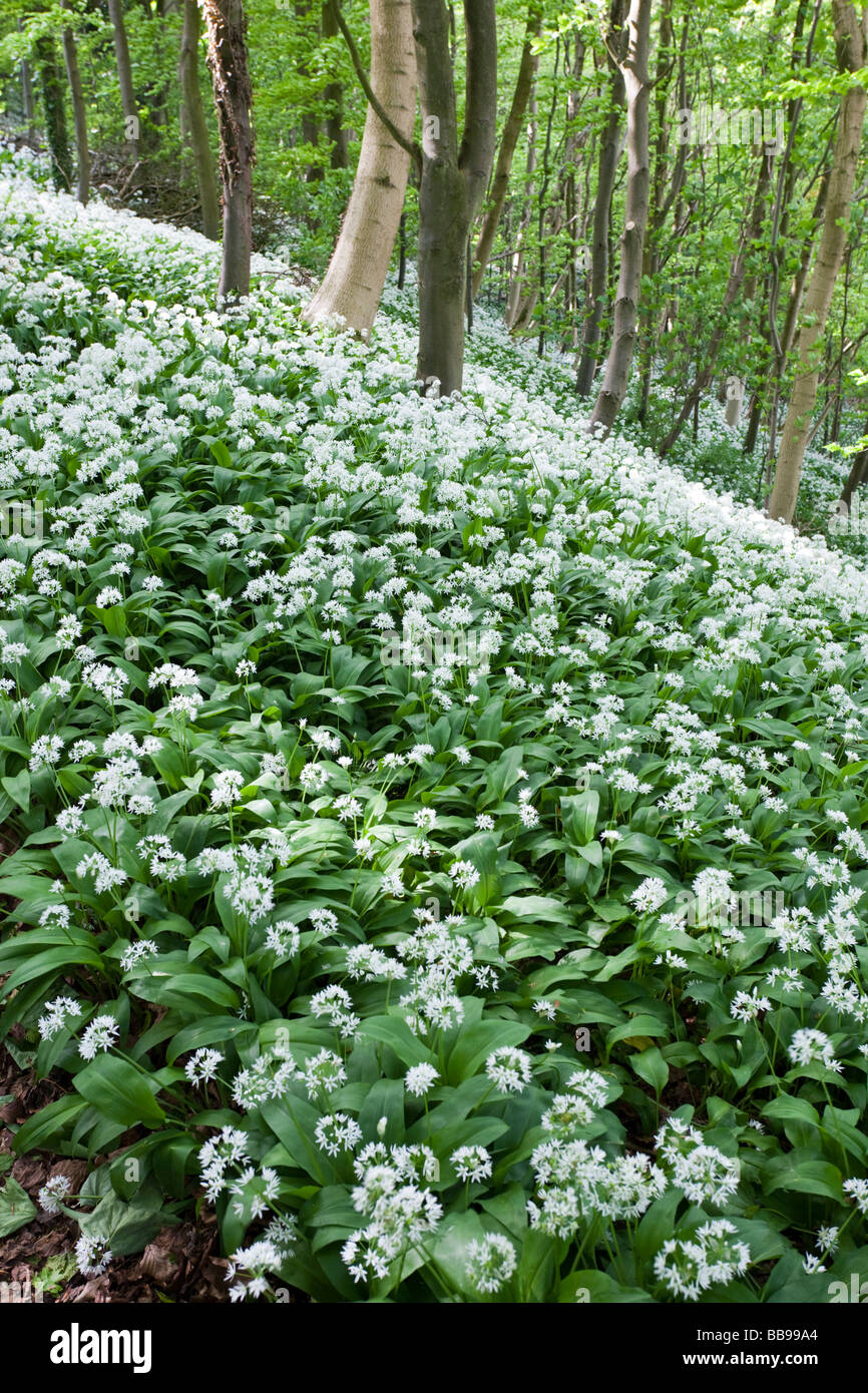 Bagpath hi-res stock photography and images - Alamy