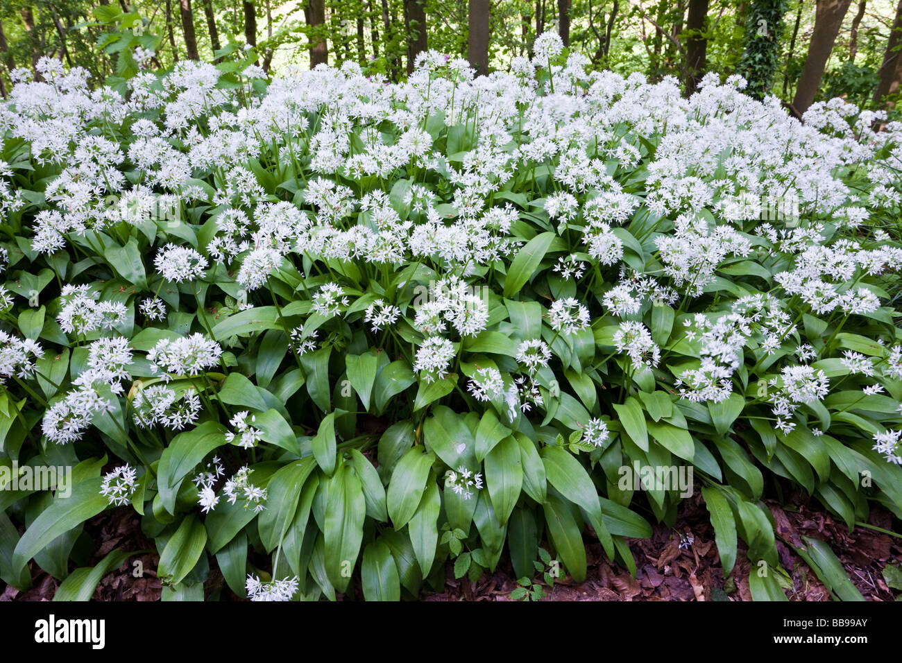 Bagpath hi-res stock photography and images - Alamy