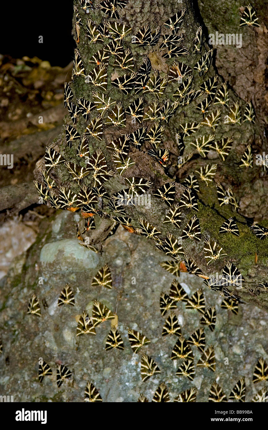 Greece - Rhodes - endemic Butterfly Stock Photo - Alamy