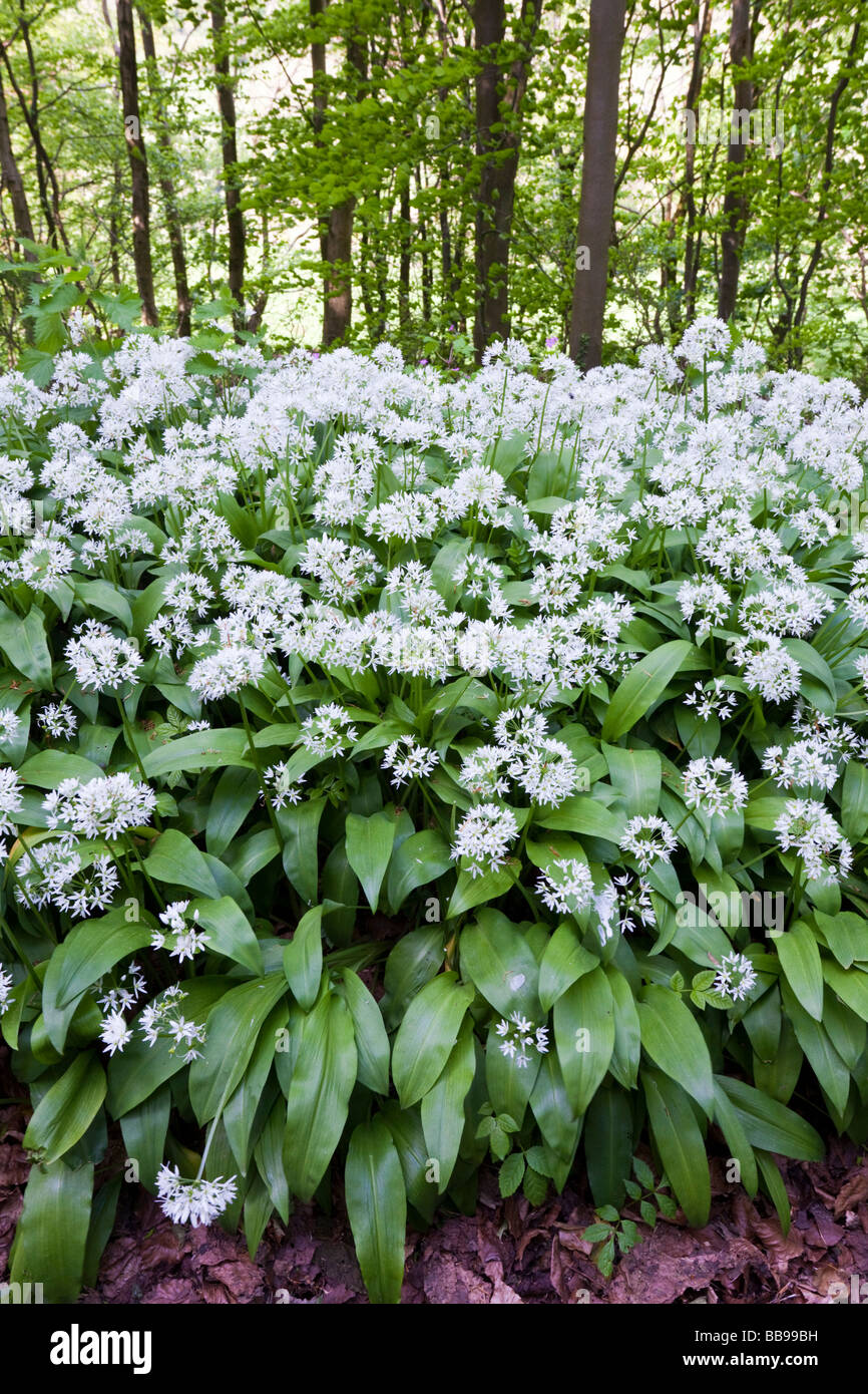 Bagpath hi-res stock photography and images - Alamy