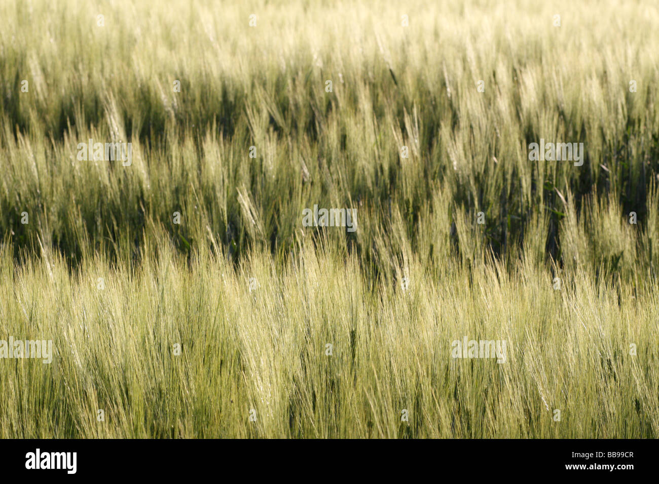 Field of barley Stock Photo - Alamy