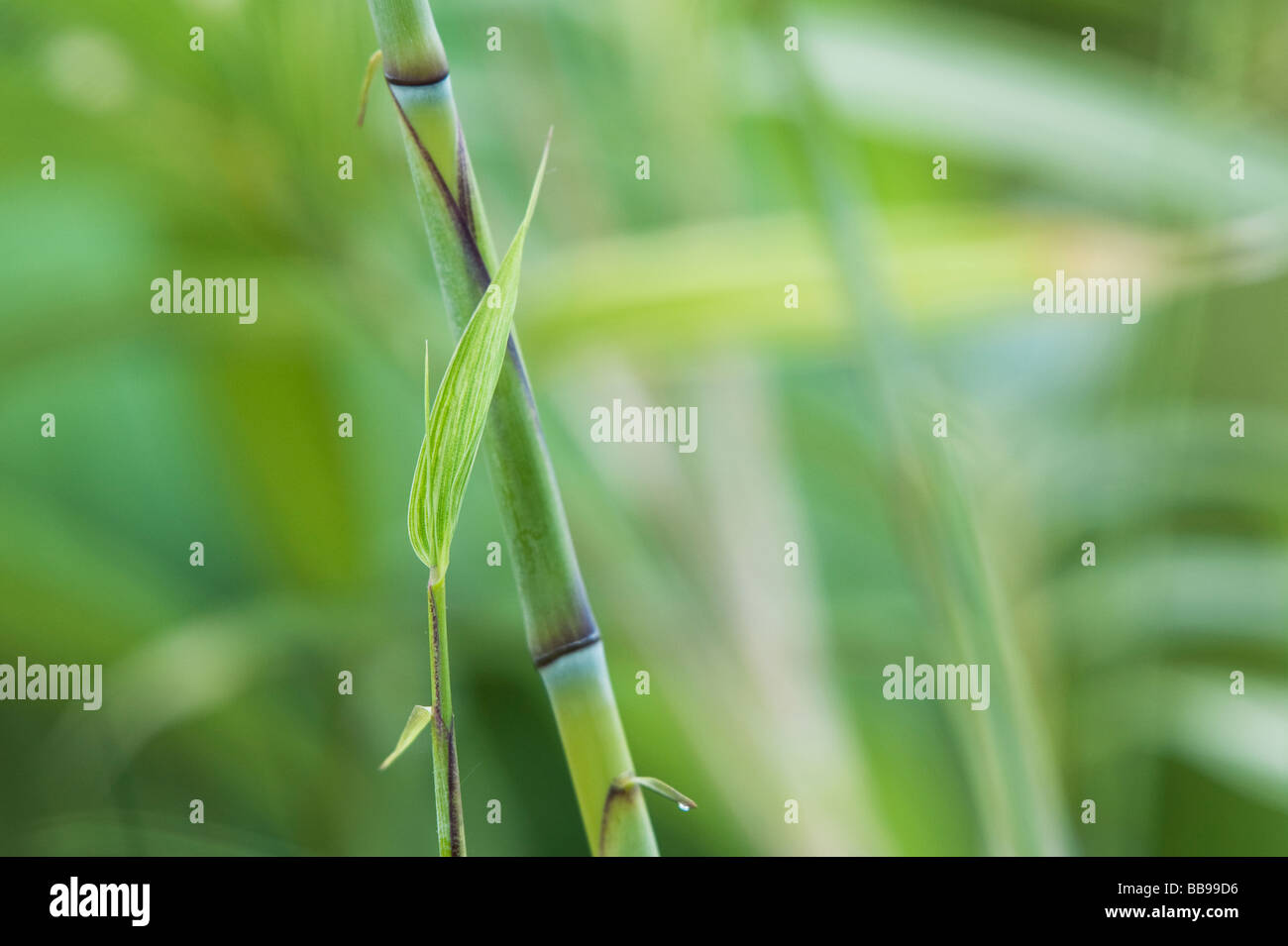 Sasa kurilensis 'Shima-shimofuri'. Bamboo 'Shima-shimofuri Stock Photo ...