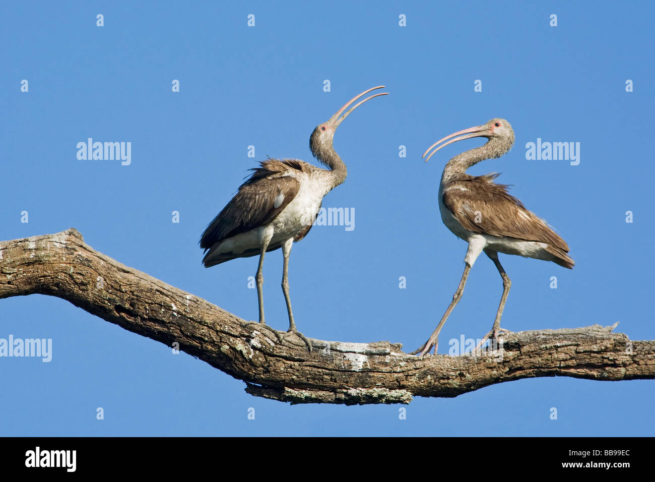 Juvenile Ibis High Resolution Stock Photography and Images - Alamy