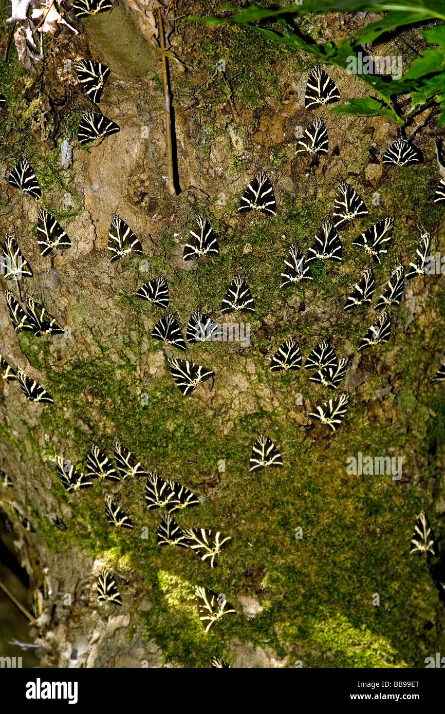 Greece - Rhodes - endemic Butterfly Stock Photo - Alamy