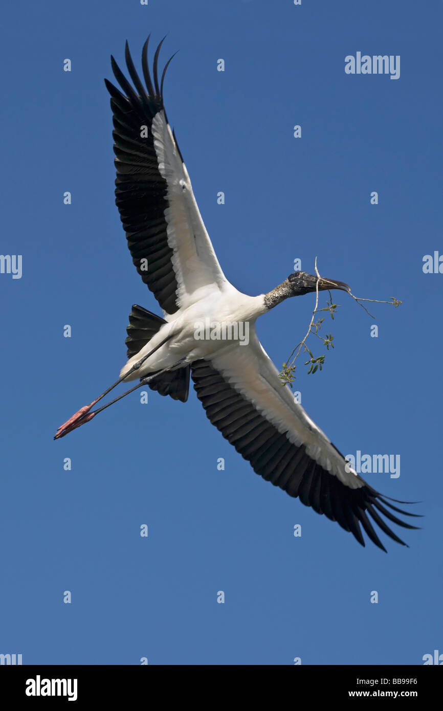 An adult Wood Stork returning to the nest with nesting material Stock ...