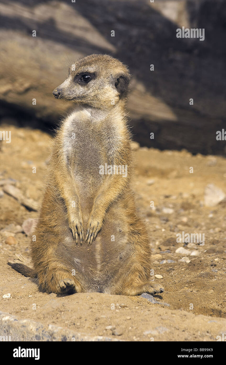 S suricatta hi-res stock photography and images - Alamy