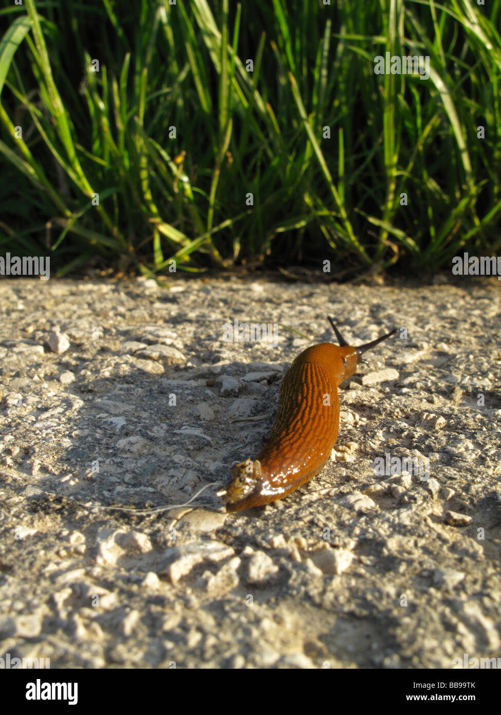 Arion rufus, the red slug Stock Photo - Alamy