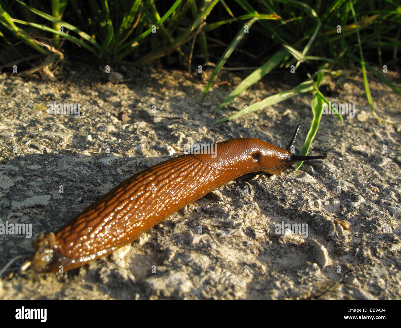 Arion rufus, the red slug Stock Photo - Alamy
