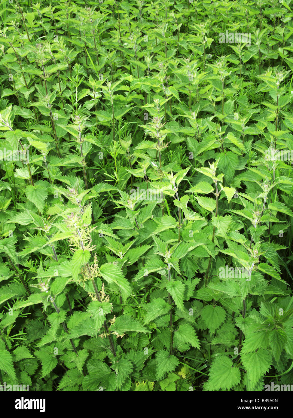 stinging nettles in countryside Stock Photo - Alamy