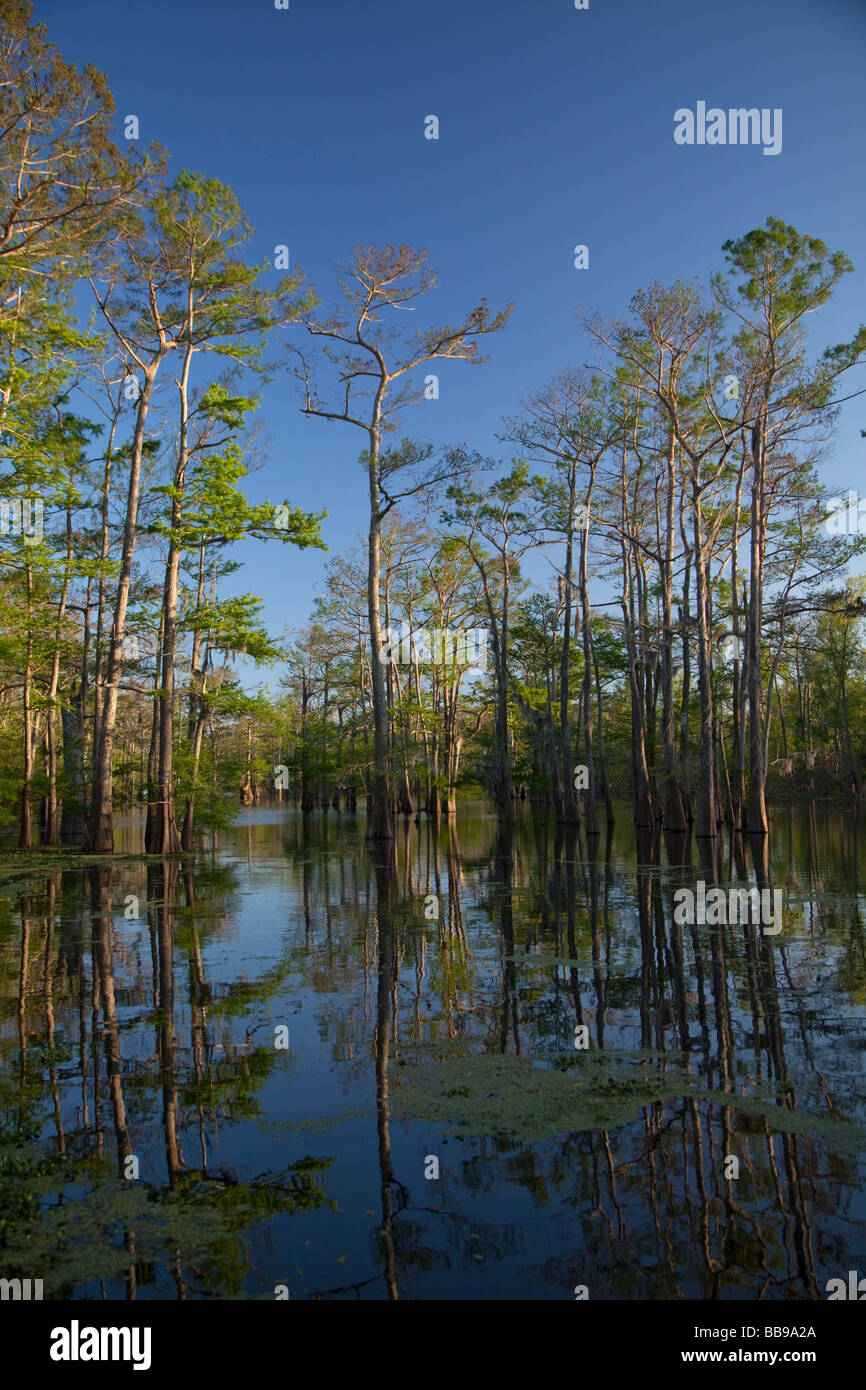 Bayou Sorrel Louisiana A cypress tupelo forest in the Atchafalaya River ...