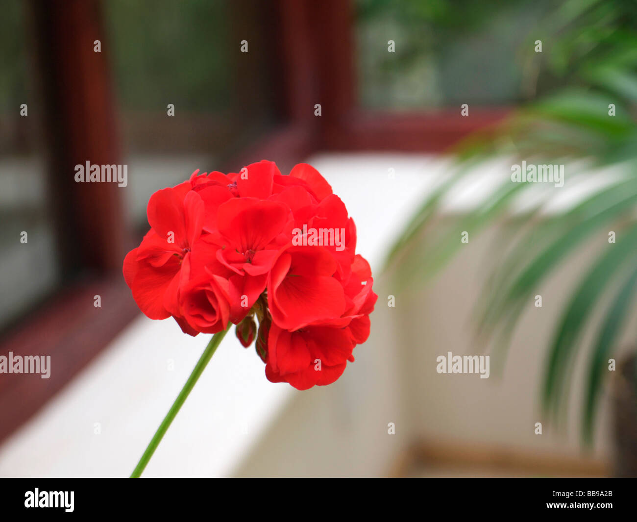 red geranium plant in a conservatory inside a house Stock Photo - Alamy