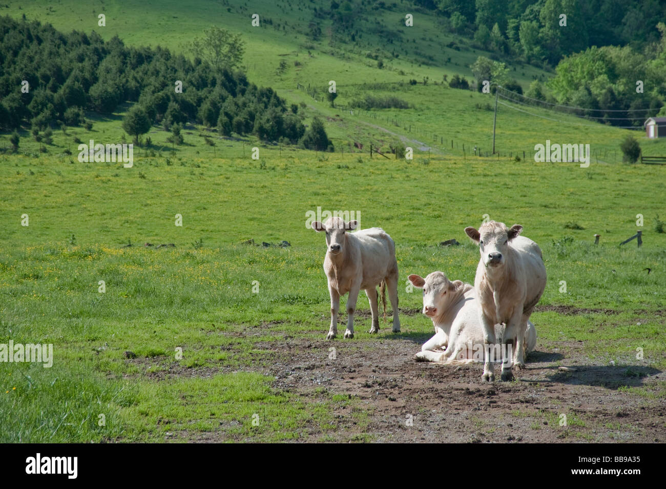 Sitting Cows High Resolution Stock Photography and Images - Alamy