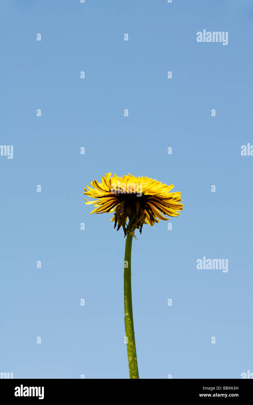 bright yellow dandelion against blue sky Stock Photo - Alamy