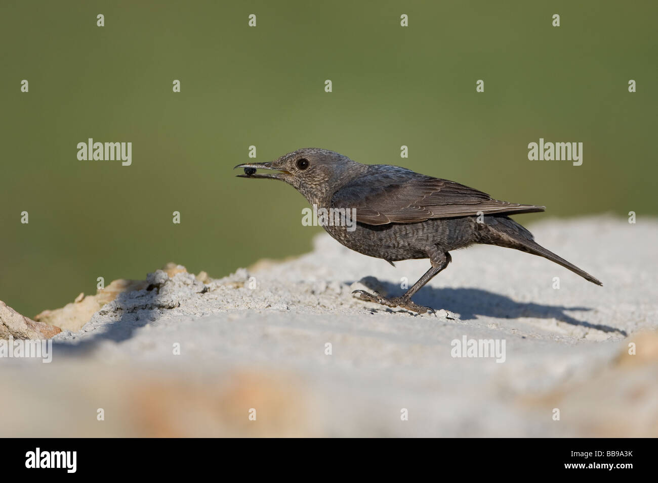 Female blue rock thrush hi-res stock photography and images - Alamy