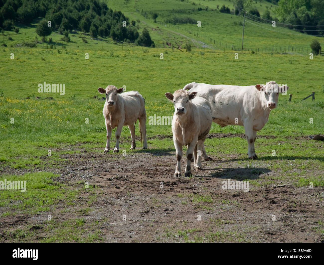three white cows standing in a pasture looking at camera Stock Photo ...
