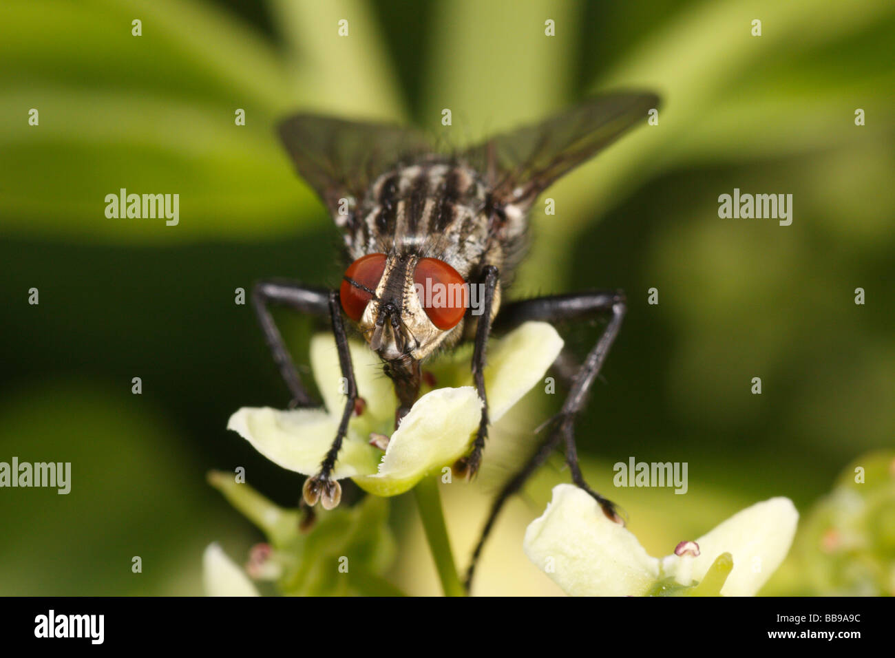 Sarcophaga carnaria, a flesh fly Stock Photo - Alamy