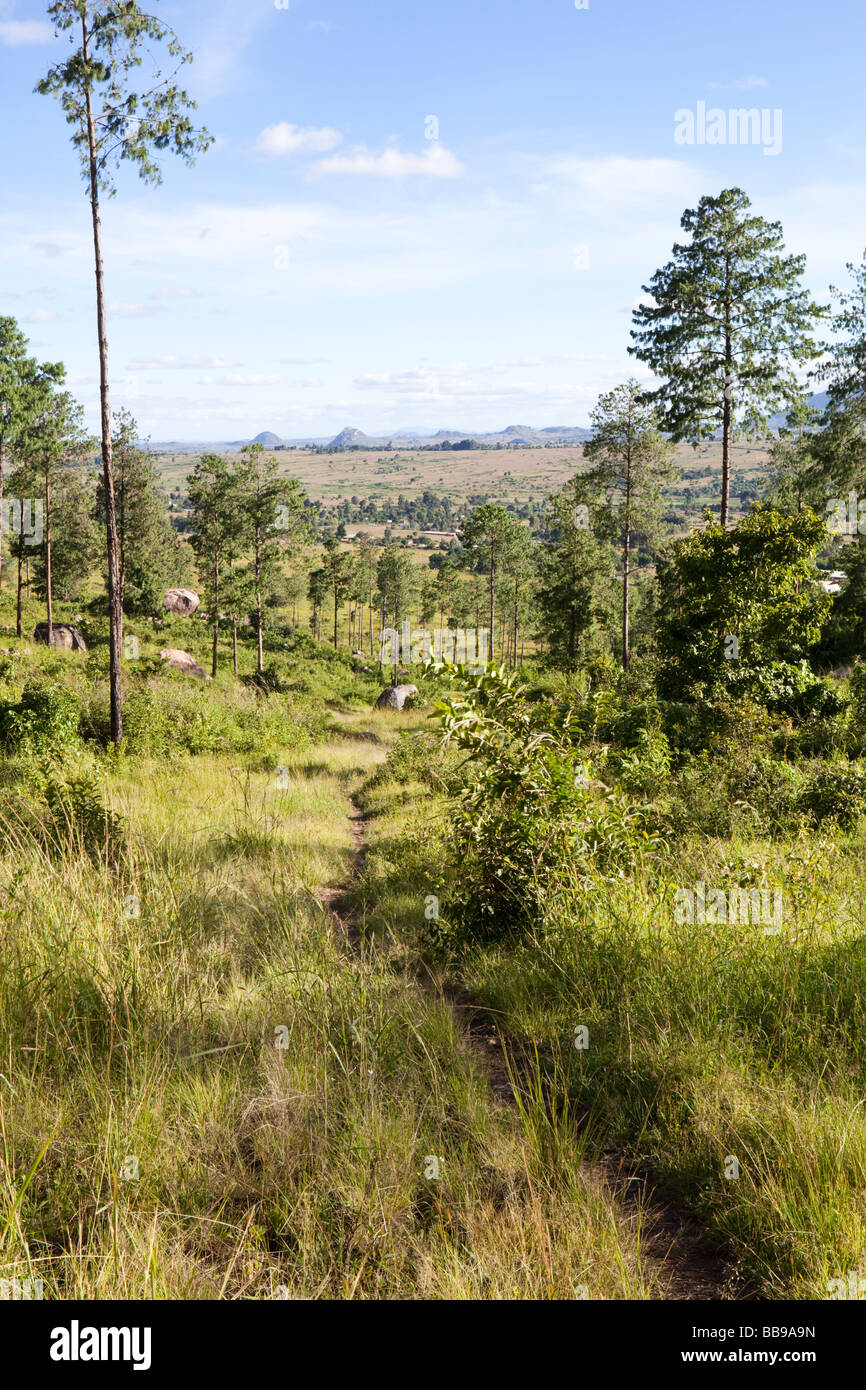 Malawi forest trees hi-res stock photography and images - Alamy