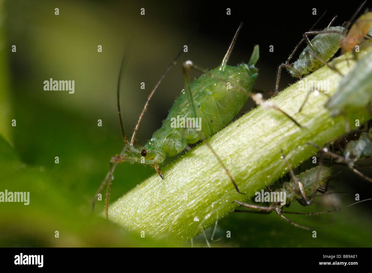 Aphid greenfly adult hi-res stock photography and images - Alamy