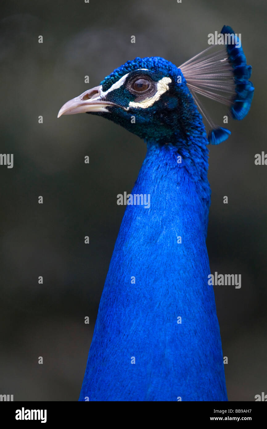 Peacock los angeles county arboretum hi-res stock photography and ...