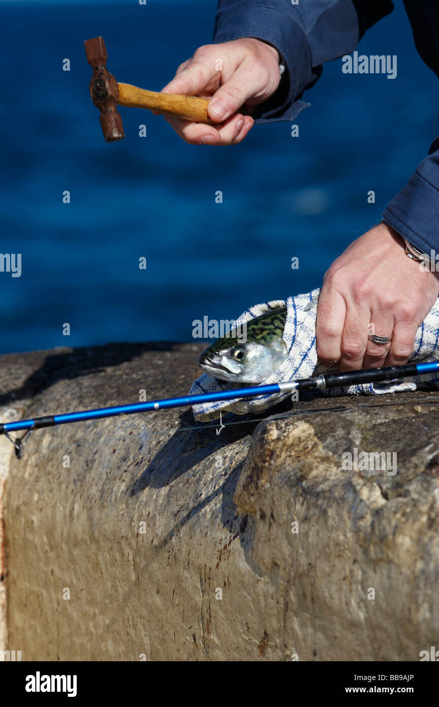 A Mackerel fish about to be killed with a hammer, Peel, Isle Of Man ...